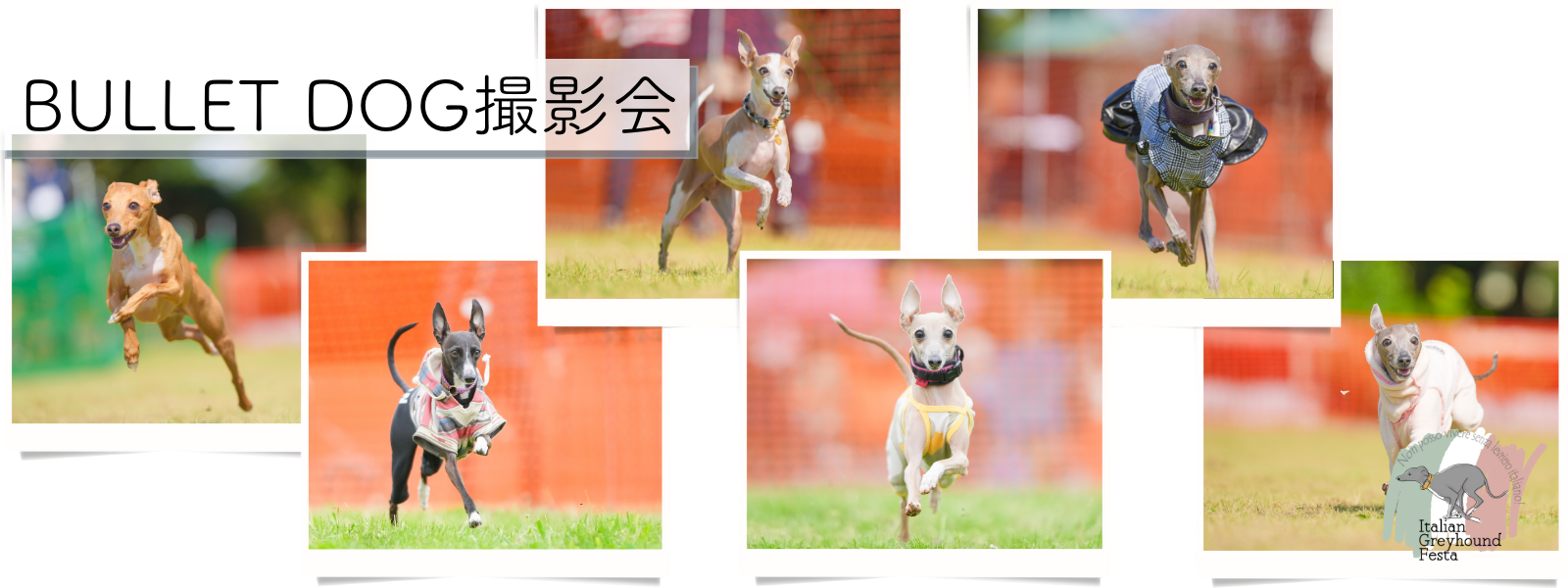 BULLET DOG撮影会 | イタリアングレーハウンドフェスタ公式サイト